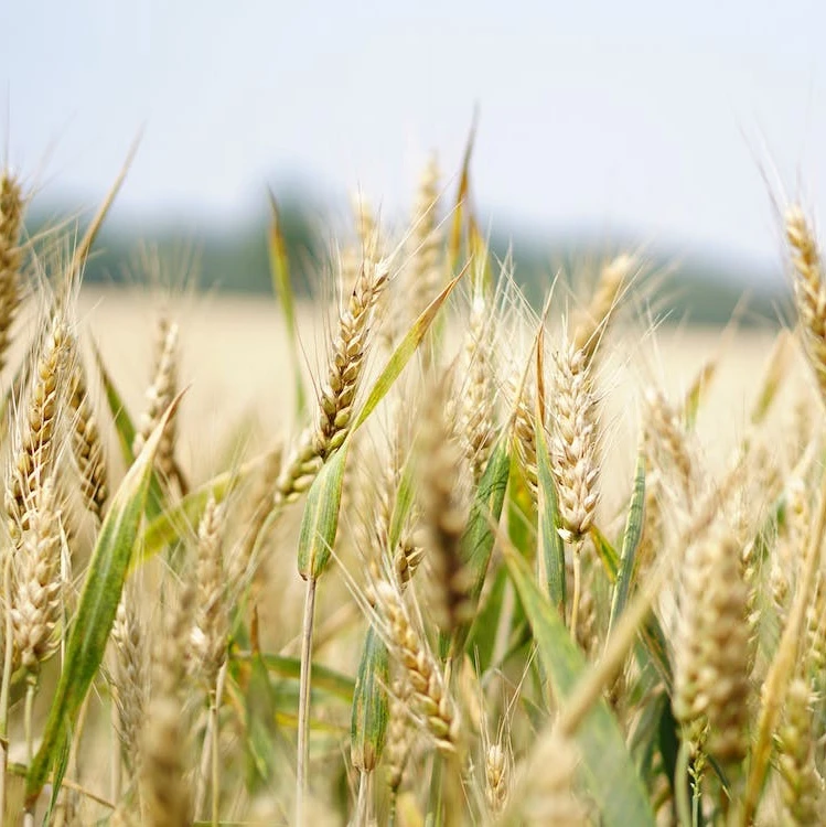 Agribusiness - Unique Physique